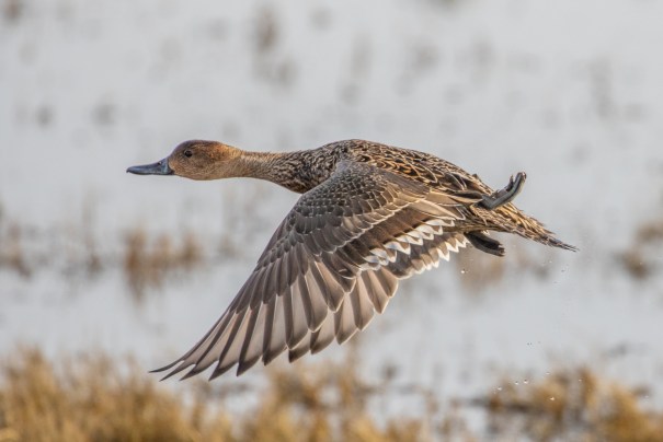 How Far Can Ducks Migrate in a Day? | Outdoor Life