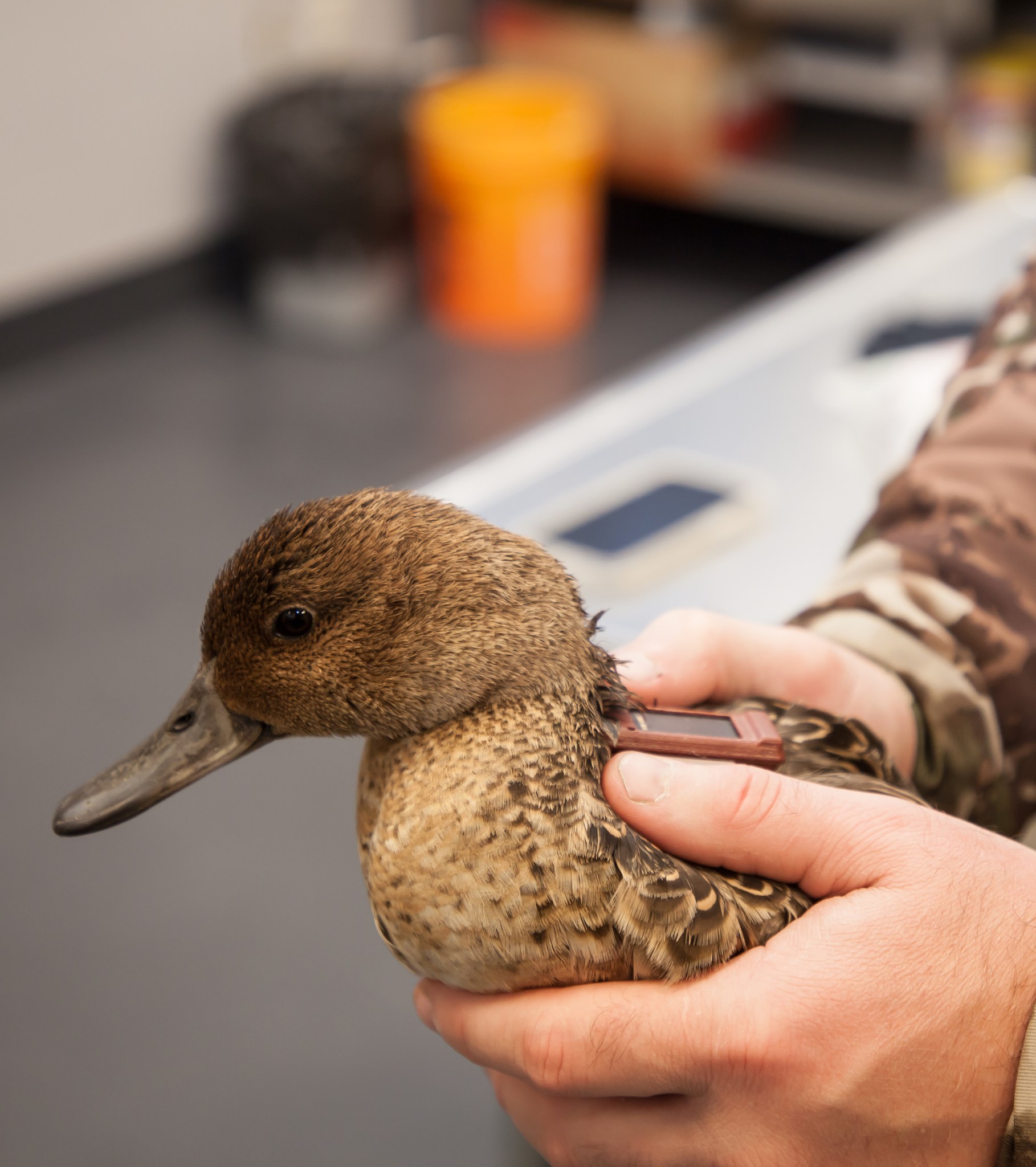 How Far Can Ducks Migrate in a Day? | Outdoor Life