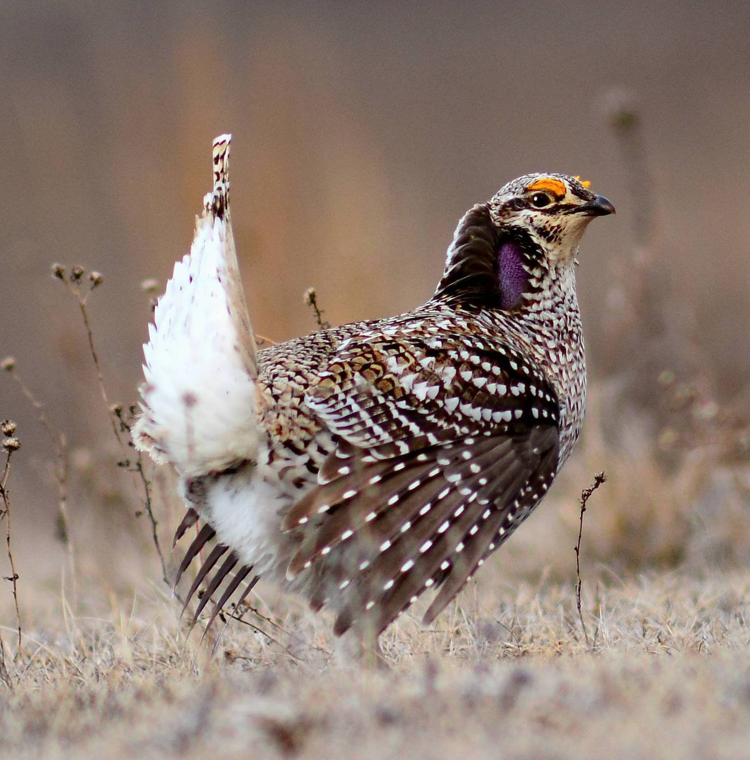 The 8 Best Tasting Game Birds | Outdoor Life