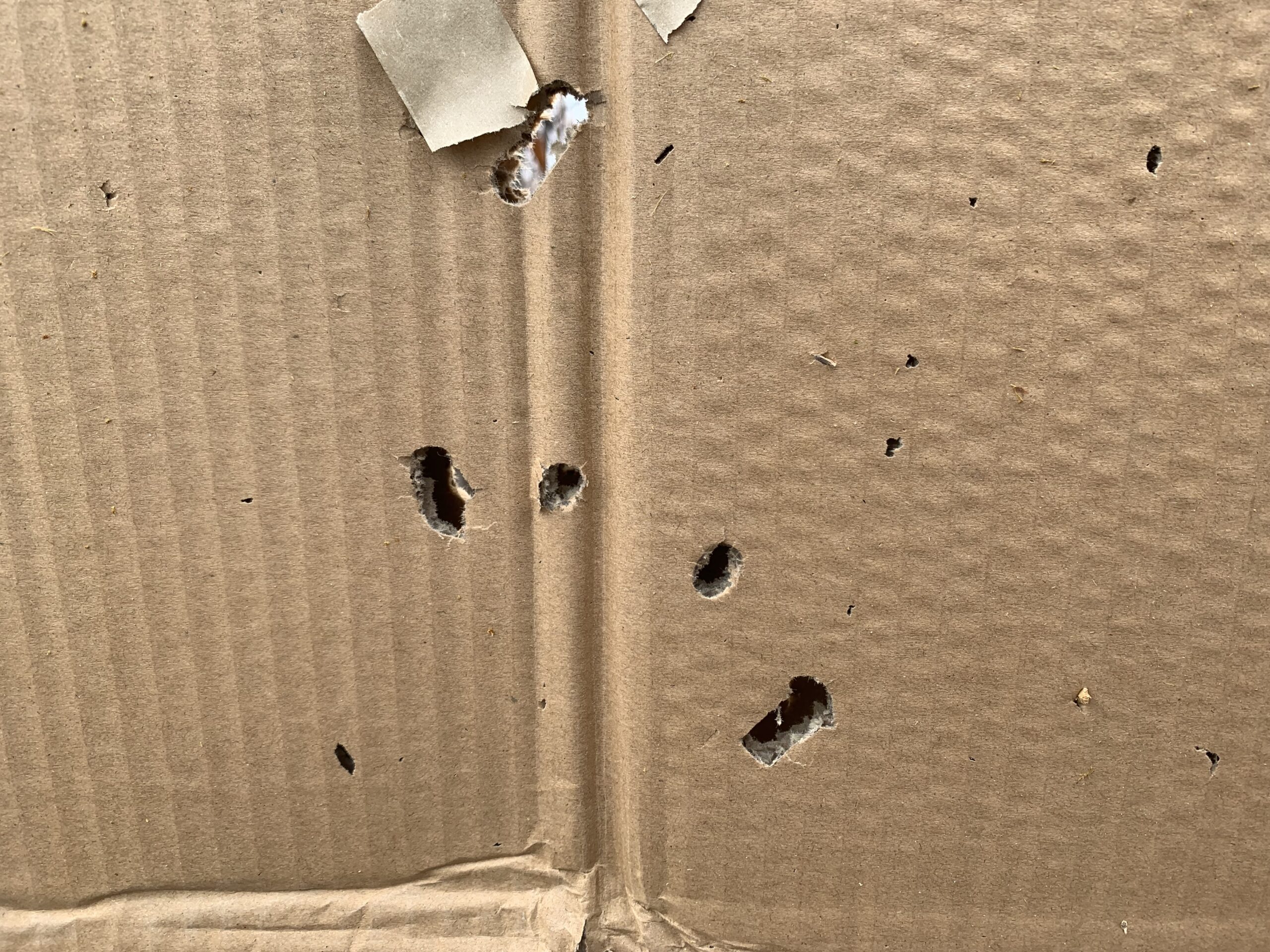 The Best Brush Rifles and Bullets Put to the Test | Outdoor Life