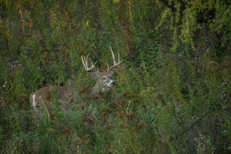 The Best Brush Rifles and Bullets Put to the Test | Outdoor Life