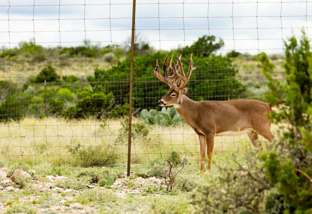 Rutting Bucks and Bad-Tasting Venison | Outdoor Life