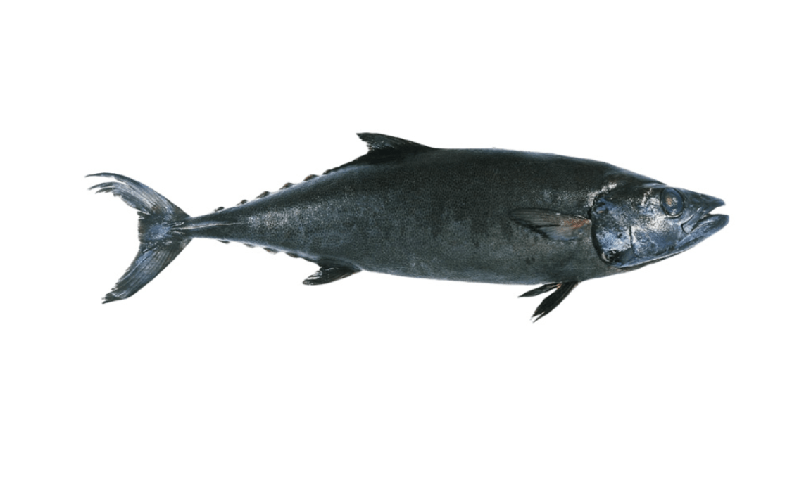 The Best Tasting Fish Species You’ve Never Eaten (But Should Definitely ...