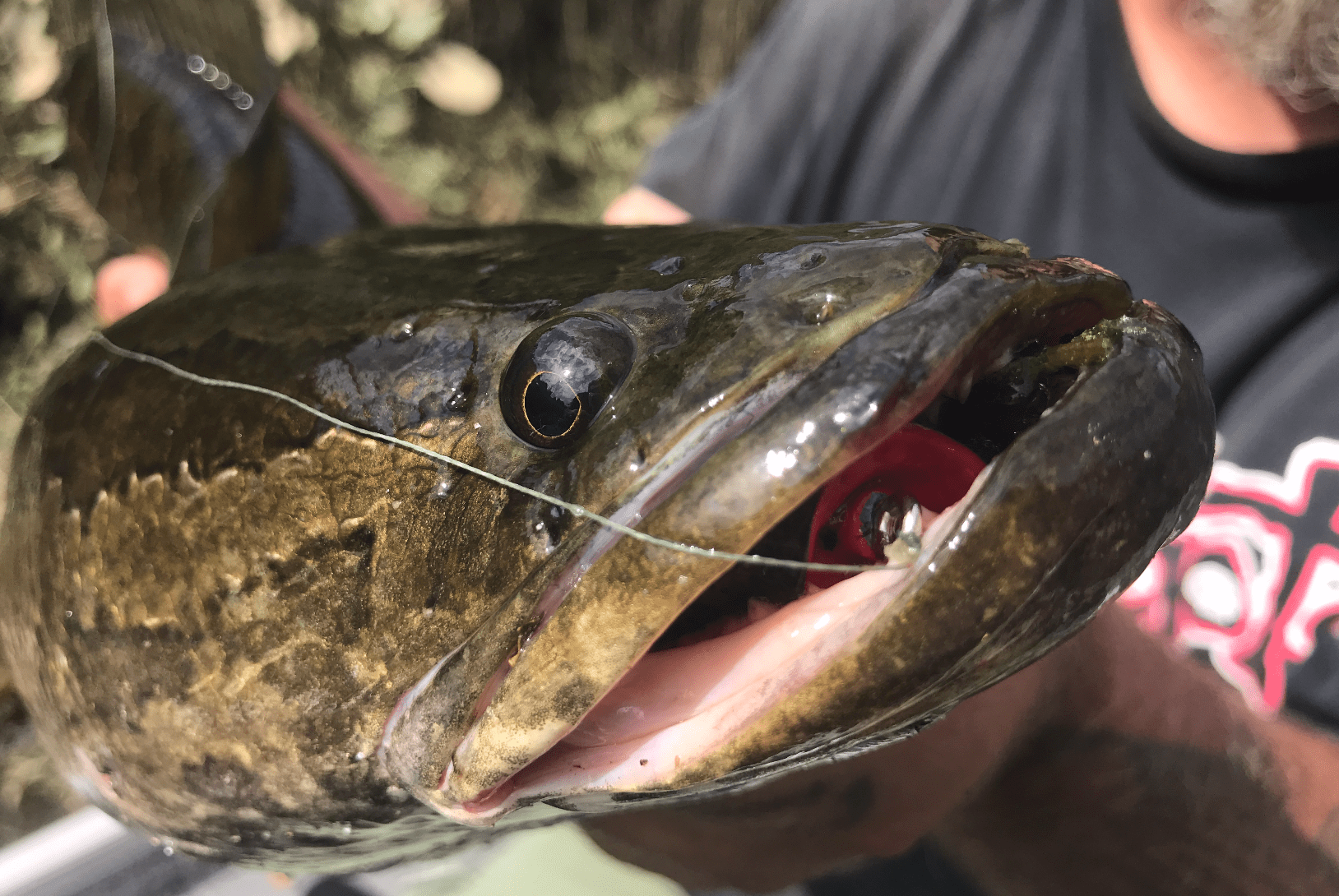 The Best Tasting Fish Species | Outdoor Life