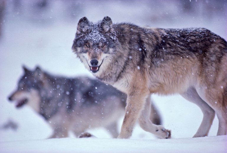 Texas Is Working to Save Its Remaining ‘Ghost Wolves,' Which Carry ...