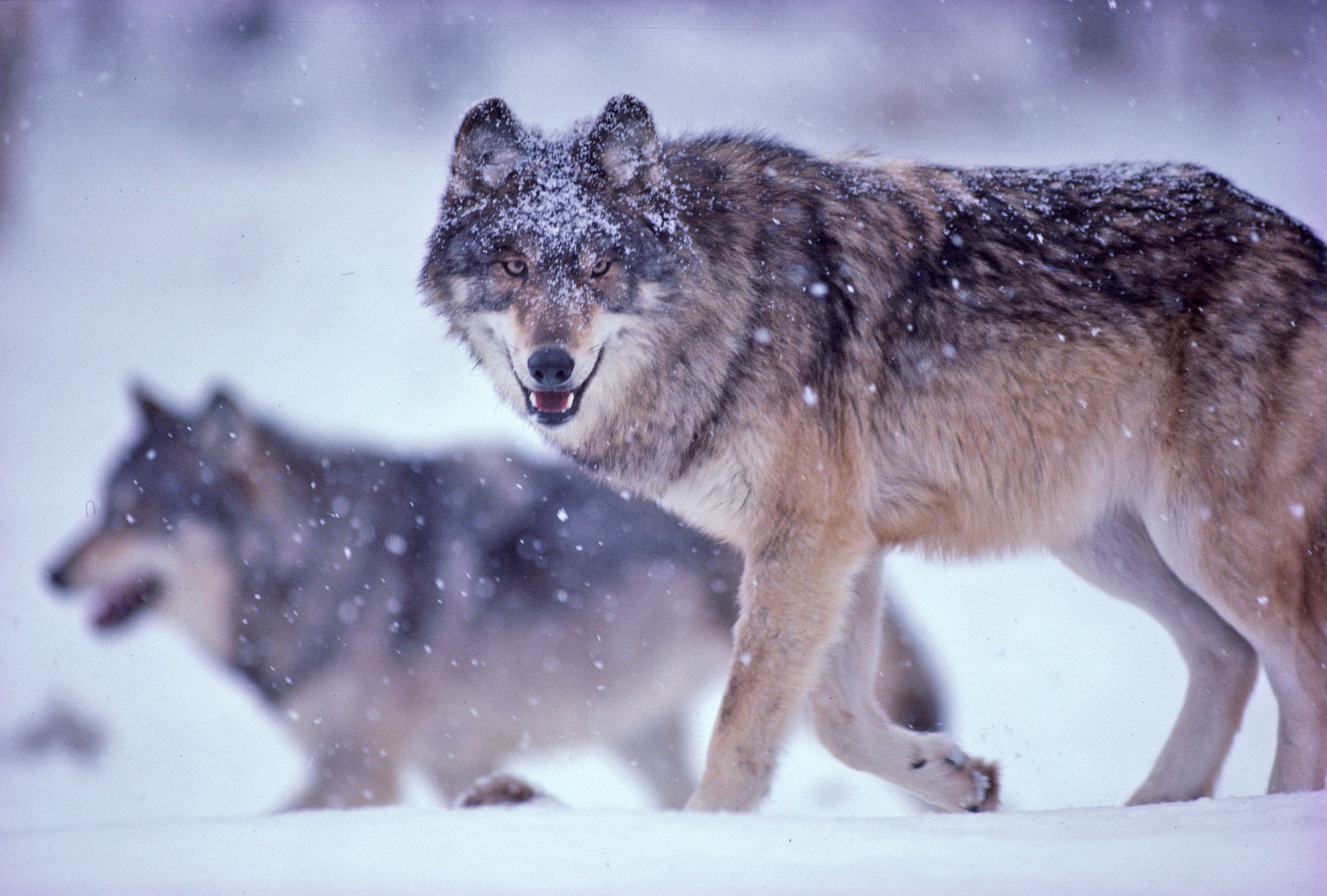 Wolves in New York? | Outdoor Life