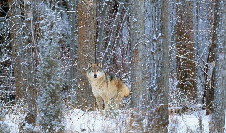 Authorities Investigating Suspected Wolf Poaching Near Yellowstone