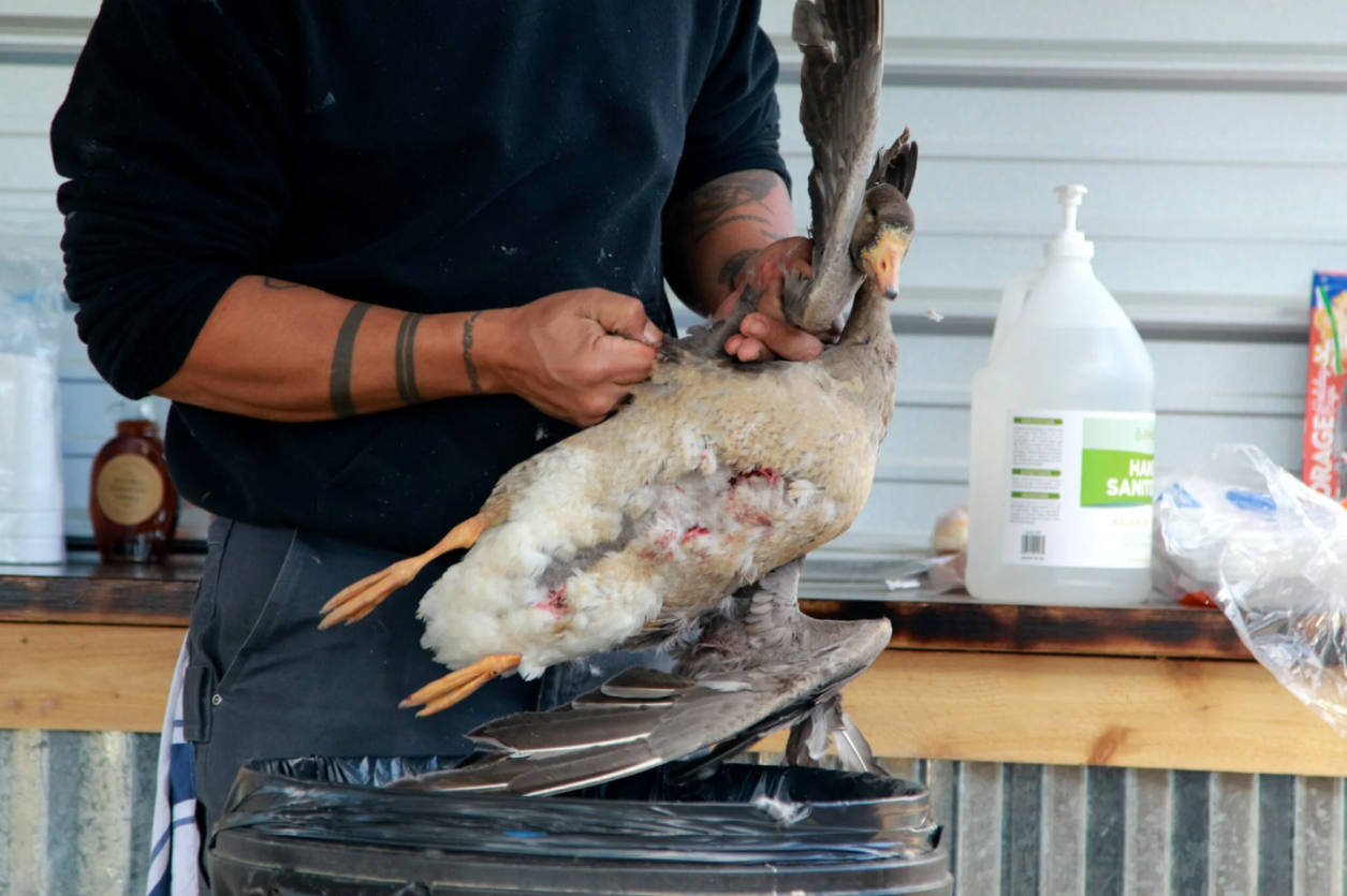 How to Pluck a Duck | Outdoor Life