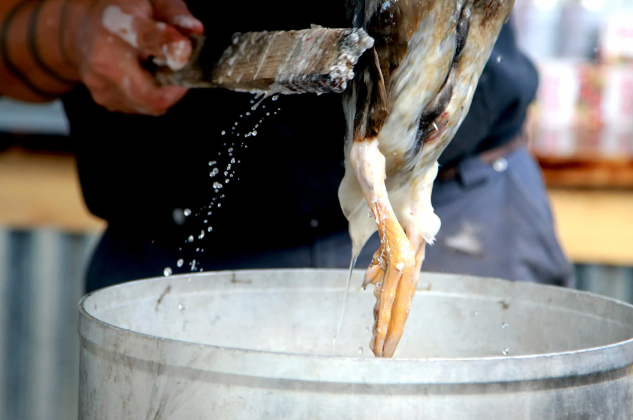How to Pluck a Duck | Outdoor Life