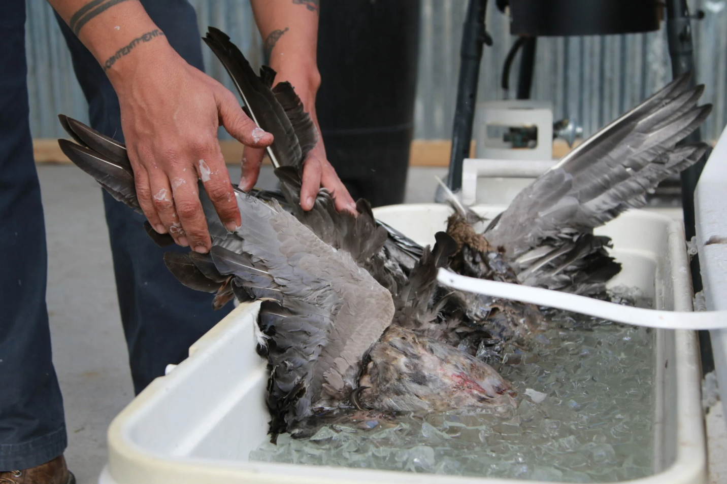 How to Pluck a Duck | Outdoor Life