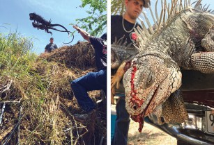 Hunting the Invasive Iguanas of Puerto Rico | Outdoor Life