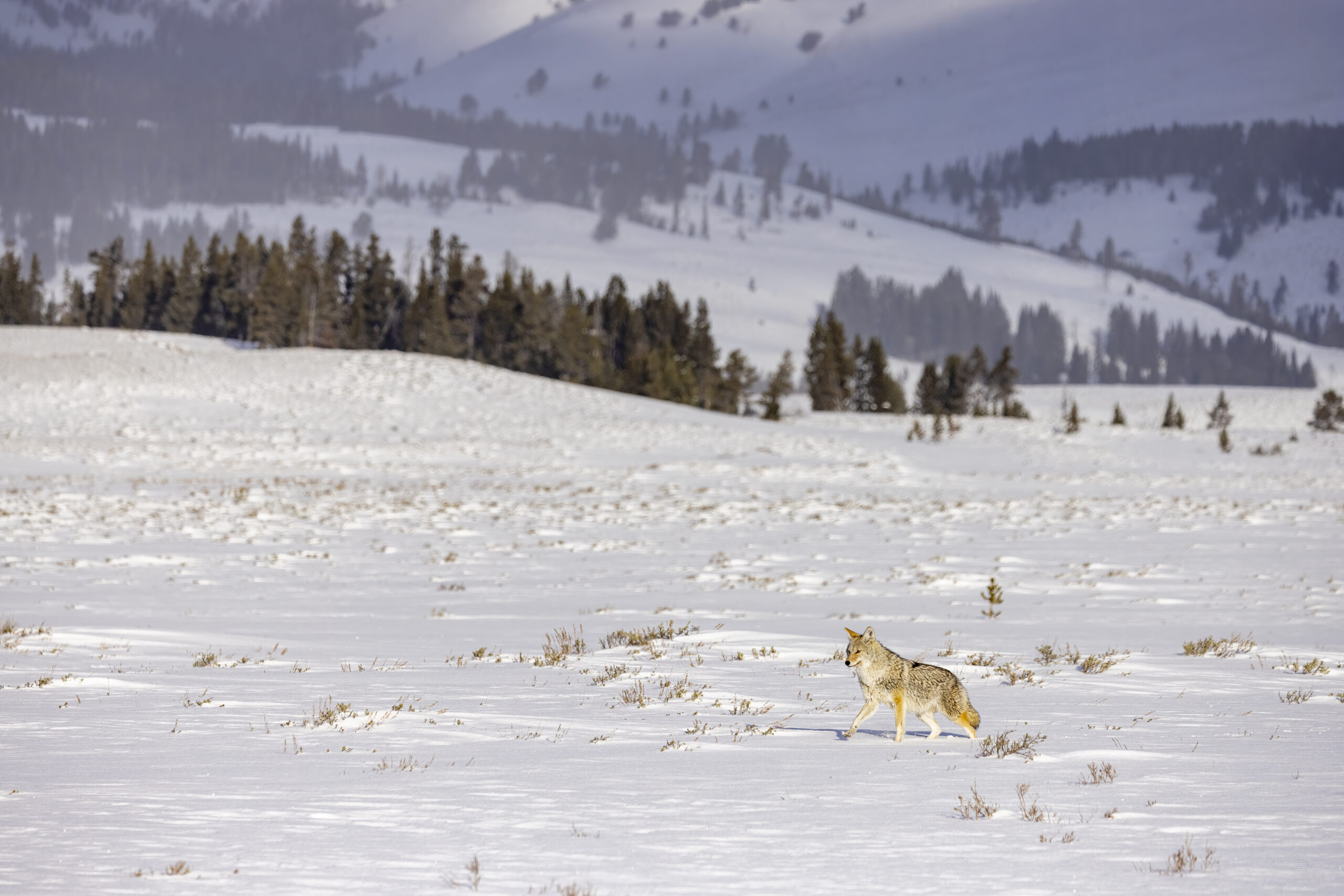 Best Coyote Calibers | Outdoor Life