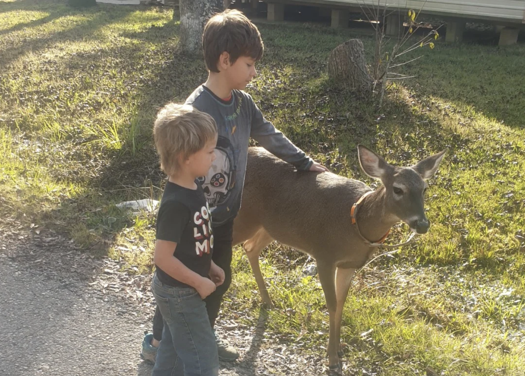 Louisiana Poacher Shoots Neighborhood Deer in Front of Wildlife Officer ...