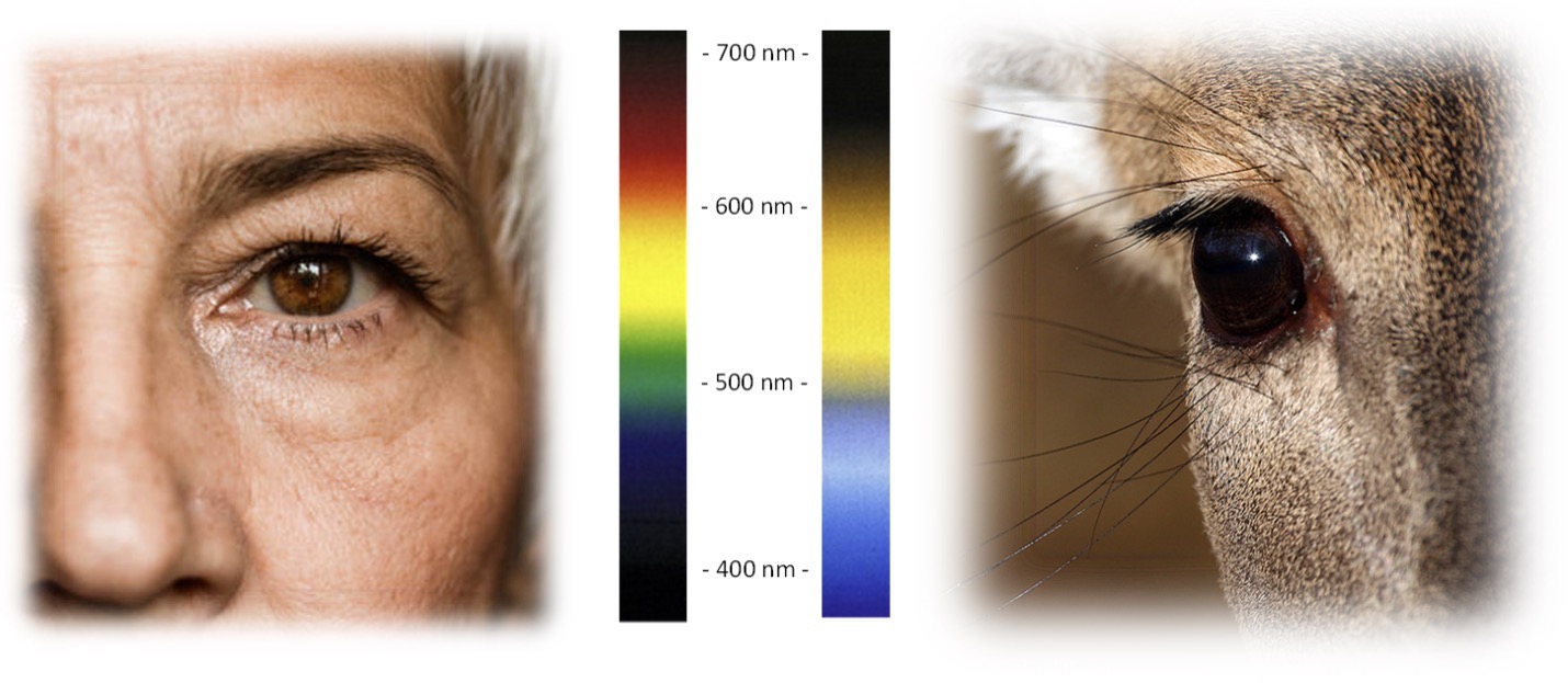 What Colors Can Deer See? | Outdoor Life