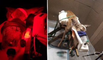 What Colors Can Deer See? | Outdoor Life