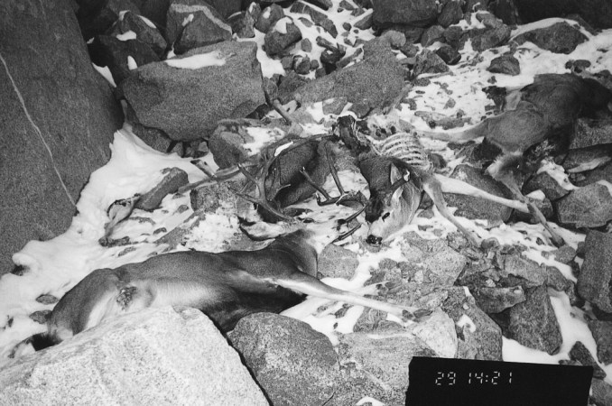 The Real Story Behind Those Mass Death Mule Deer Photos | Outdoor Life