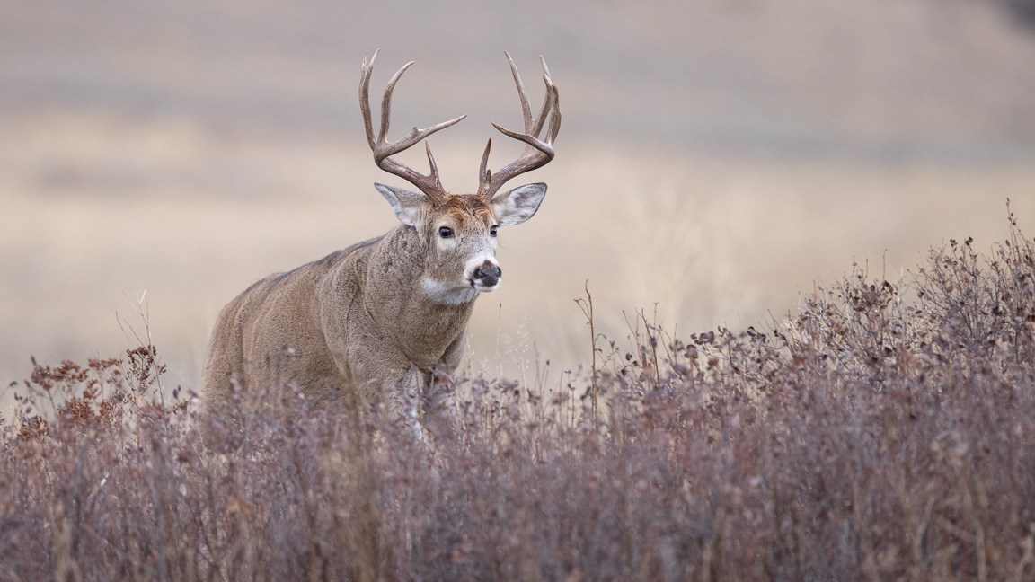 I Quit Treestands a Decade Ago. It Turns Out Hunting Whitetails from ...