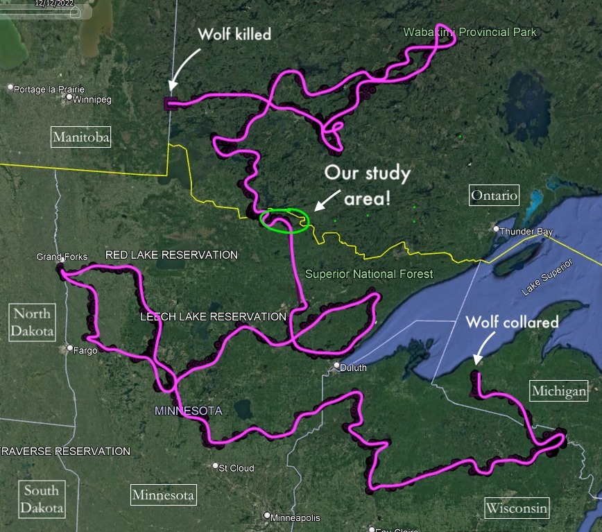 Michigan Lone Wolf Traveled a Record-Breaking 4,200 Miles | Outdoor Life