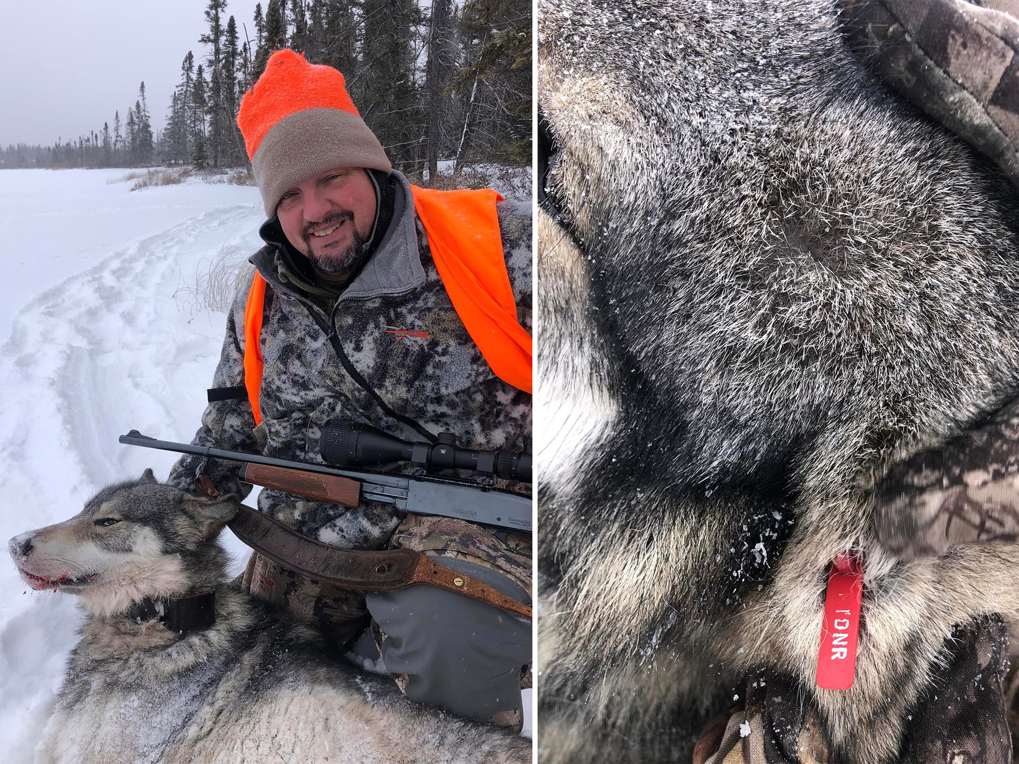 Michigan Lone Wolf Traveled a Record-Breaking 4,200 Miles | Outdoor Life
