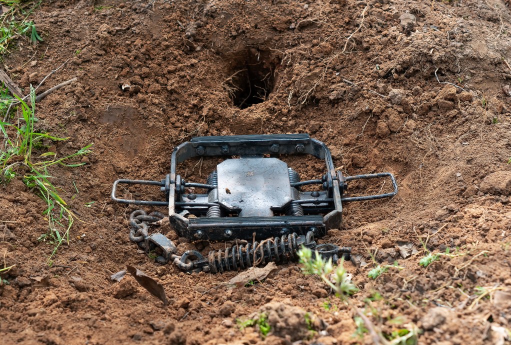 How to Trap Coyotes | Outdoor Life
