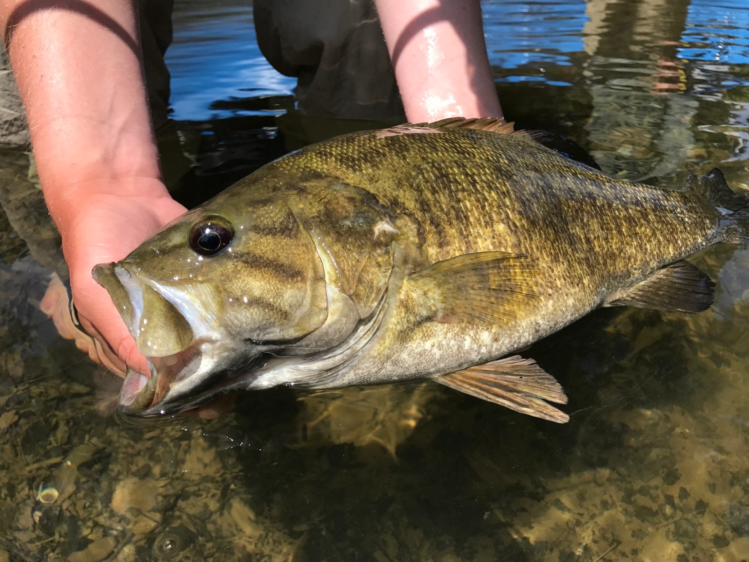 How to Catch Smallmouth Bass | Outdoor Life