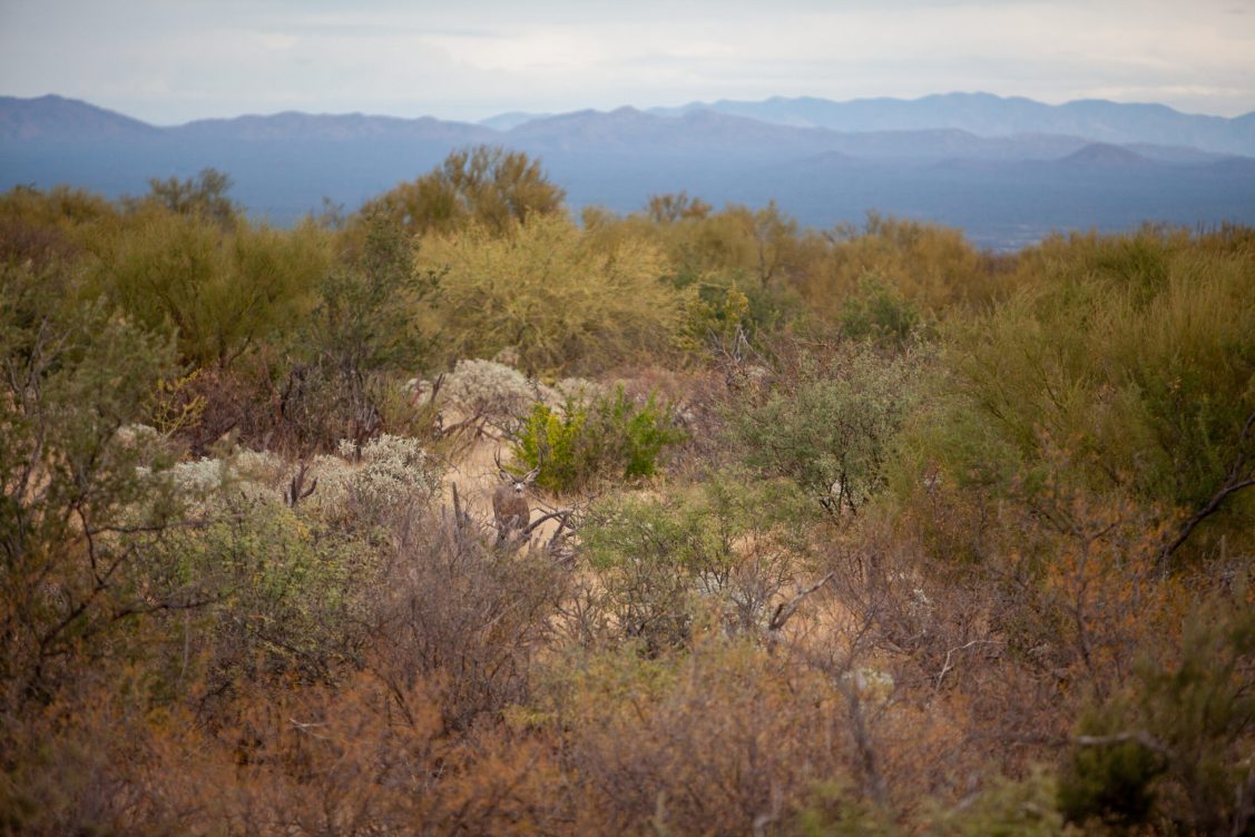Hunting Mexico's Legendary 200-Inch Mule Deer | Outdoor Life