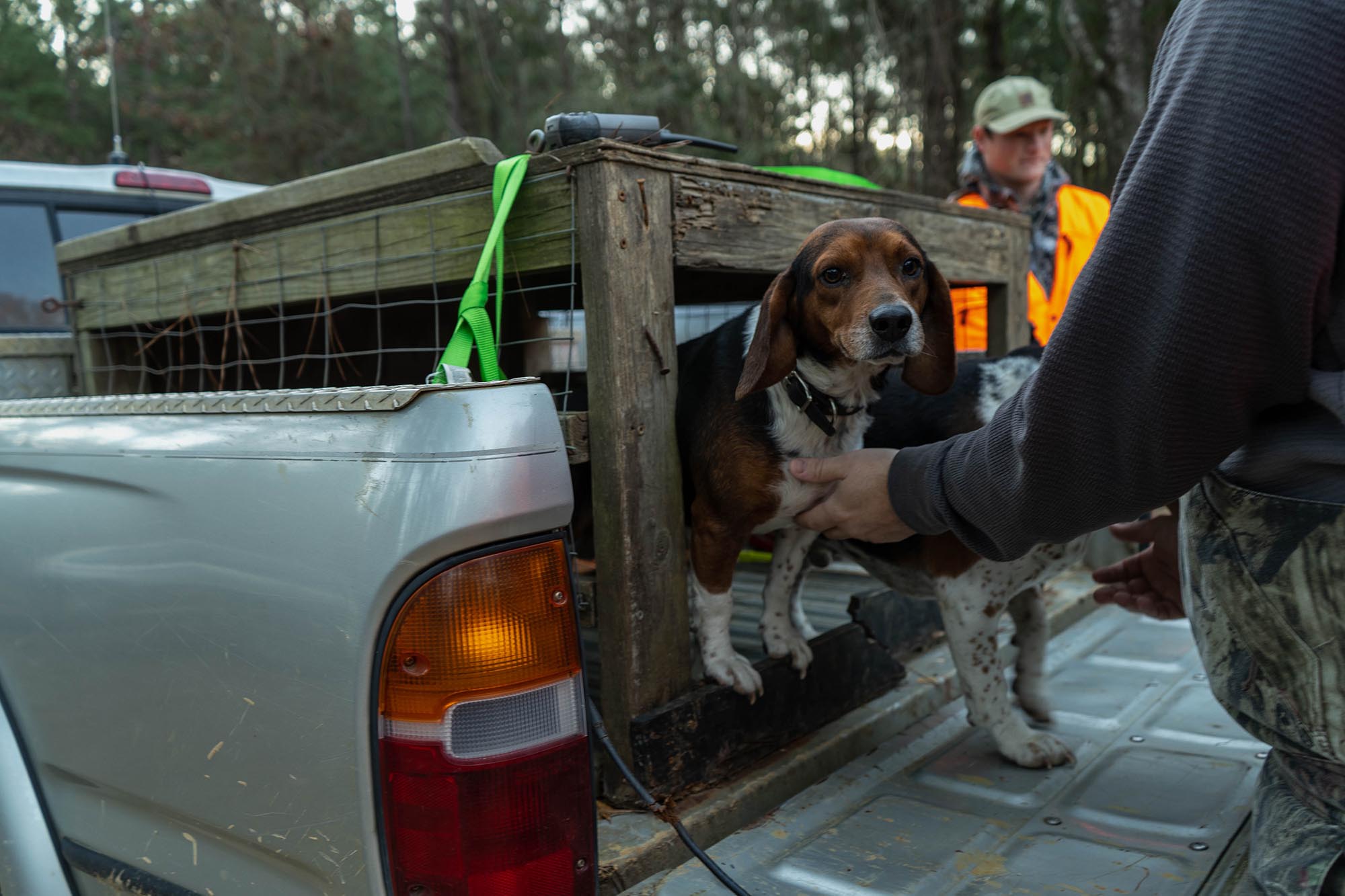 Are Deer Dogs Really a Problem for Deer Hunting in the South? | Outdoor ...