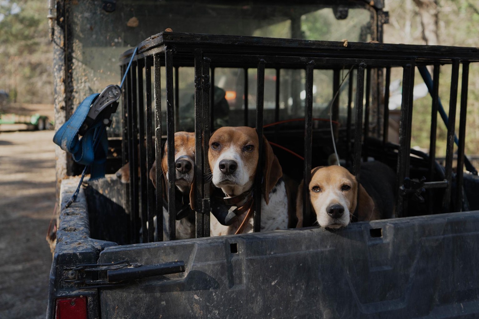 Are Deer Dogs Really a Problem for Deer Hunting in the South? | Outdoor ...