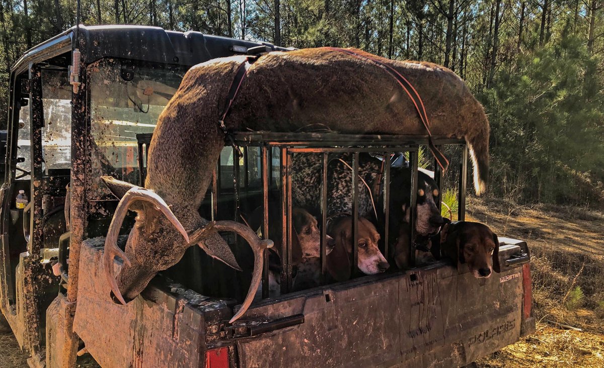 Are Deer Dogs Really a Problem for Deer Hunting in the South? | Outdoor ...