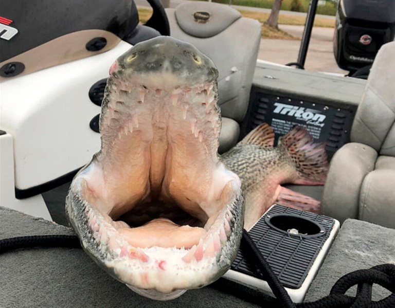 Giant Alligator Gar Certified as New Alabama State Record | Outdoor Life
