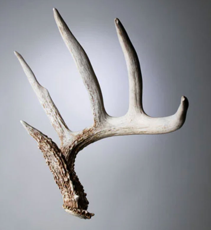 Shed Hunting: Ultimate Guide to Finding Antlers | Outdoor Life