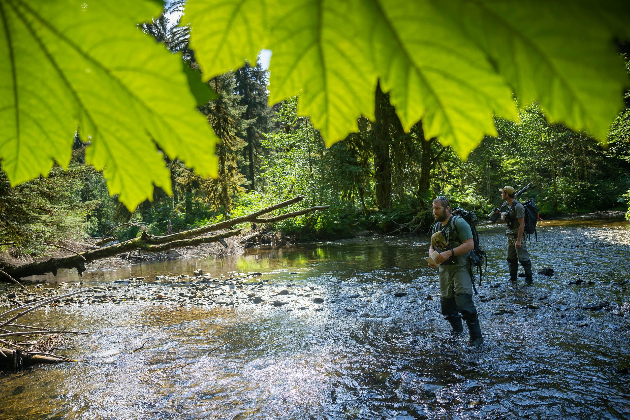 A Local Perspective on the Return of the Roadless Rule in Southeast ...