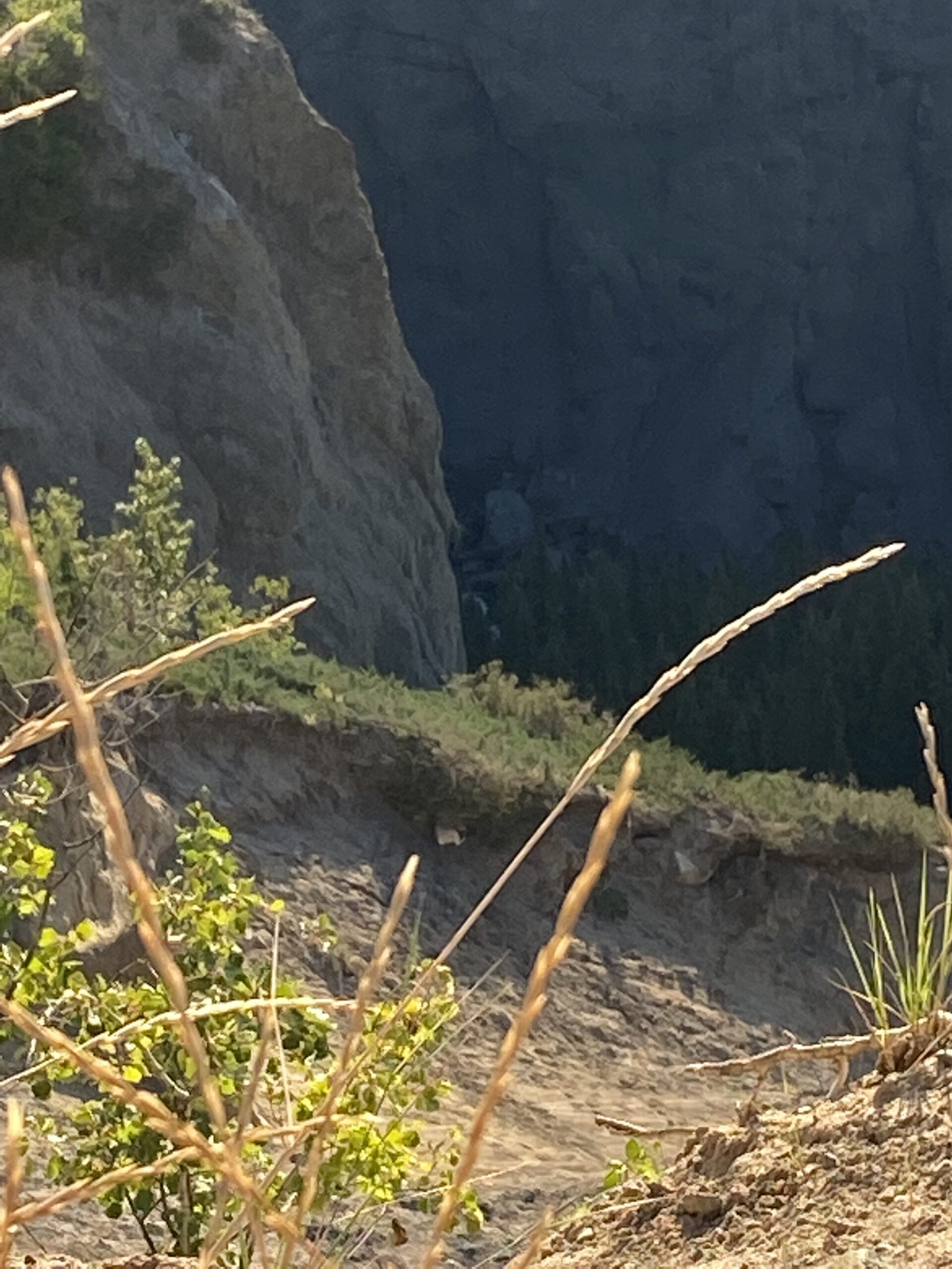 The World Record Mountain Goat | Outdoor Life