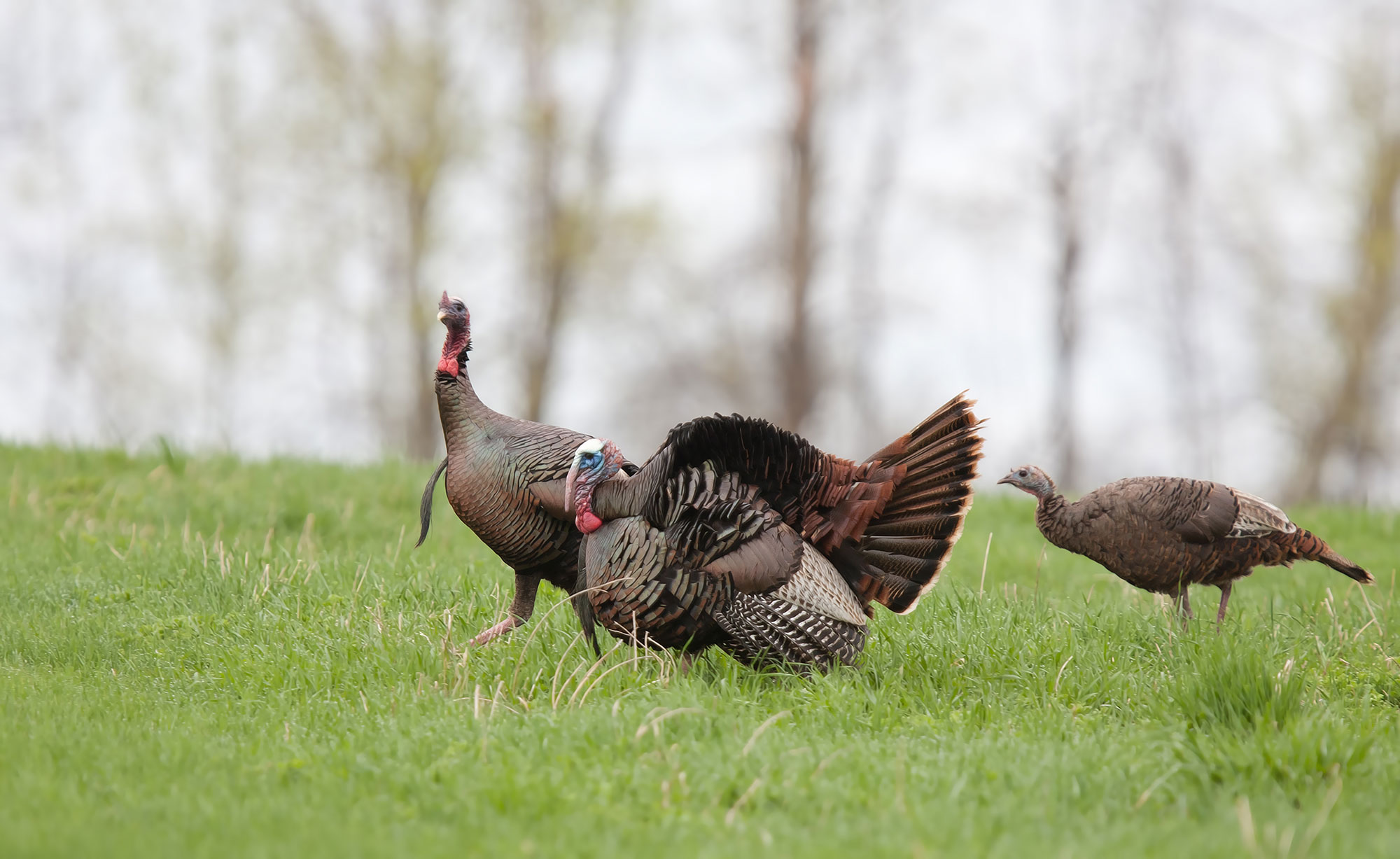 How to Turkey Hunt | Outdoor Life