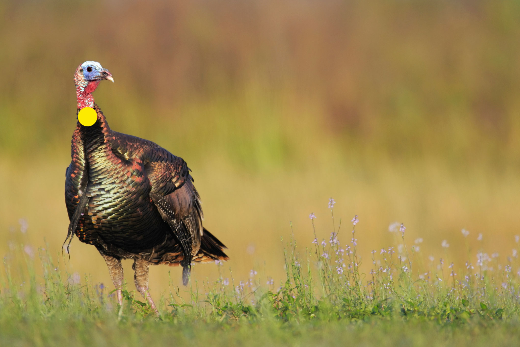 How to Turkey Hunt | Outdoor Life
