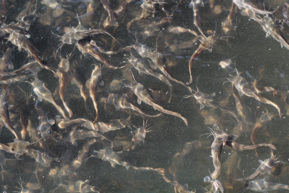 Alligator-Catfish Hybrids Are Being Spawned in Alabama | Outdoor Life
