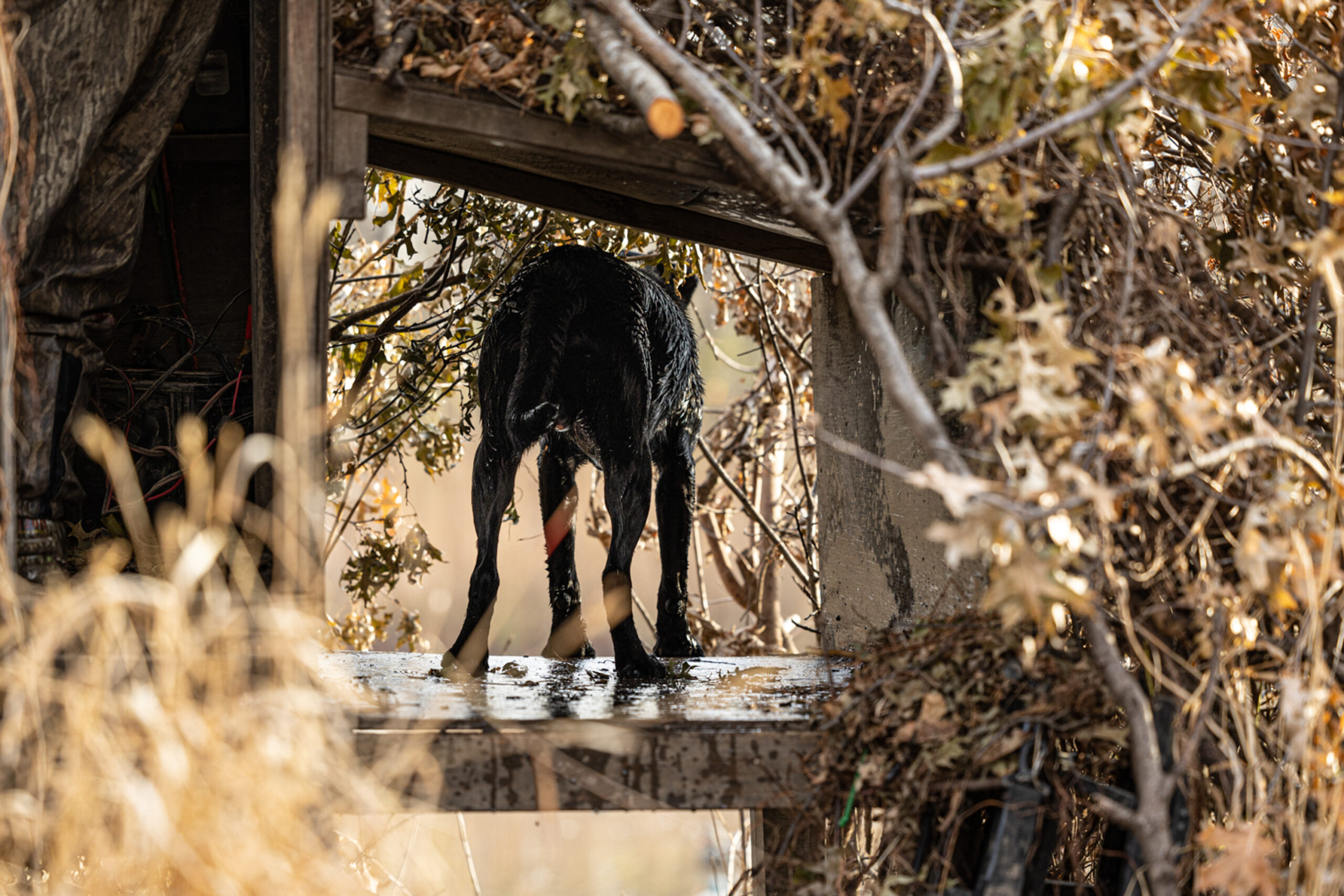 How to Train a Duck Dog Throughout His First Hunting Season | Outdoor Life