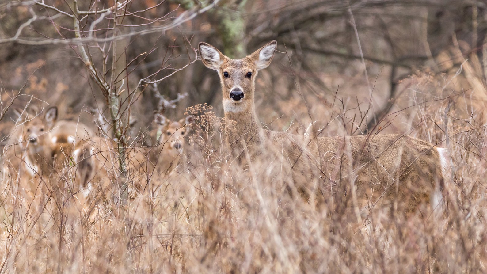 Don’t Hunt (or Kill Game) If Your Heart Isn’t in It | Outdoor Life