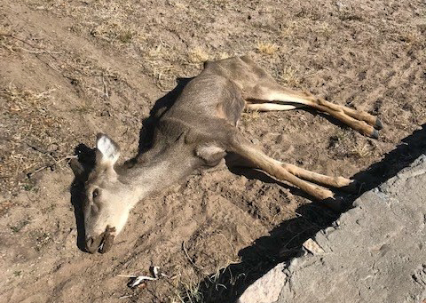 Where Do Texas Deer Breeders Stand in War Against CWD? | Outdoor Life