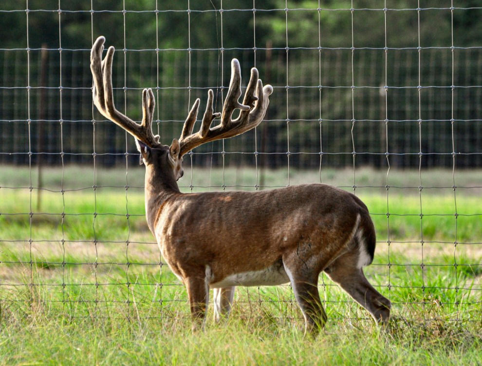 Texas Officials Kill Deer Breeder's Entire Herd, Ending Legal Battle ...