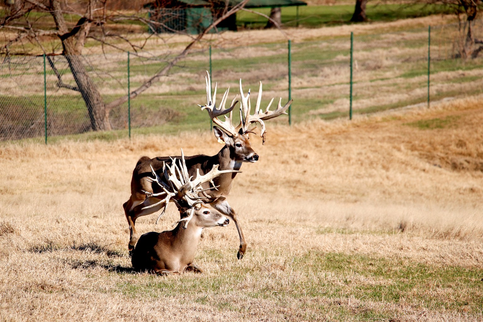 Where Do Texas Deer Breeders Stand in War Against CWD? | Outdoor Life