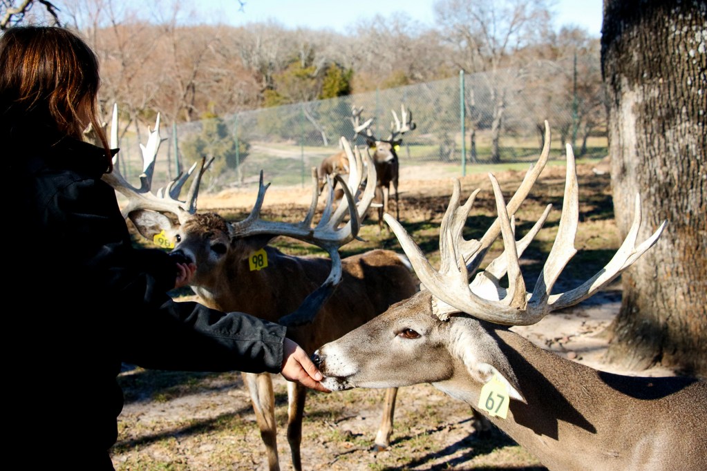 Oklahoma Is Now Releasing Pen-Raised Deer into the Wild as Part of a ...