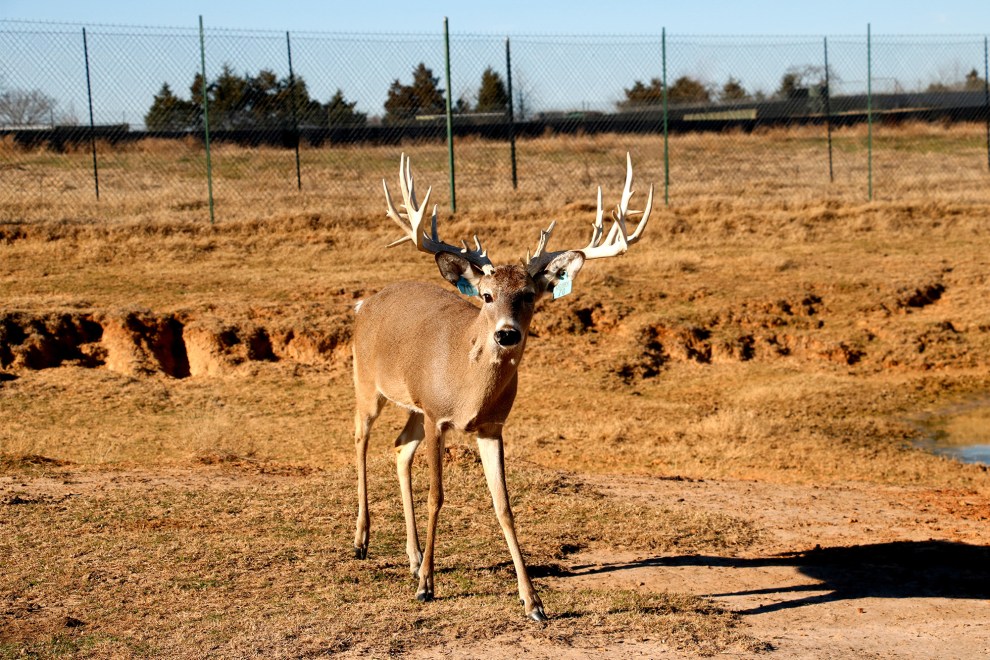 Where Do Texas Deer Breeders Stand in War Against CWD? | Outdoor Life