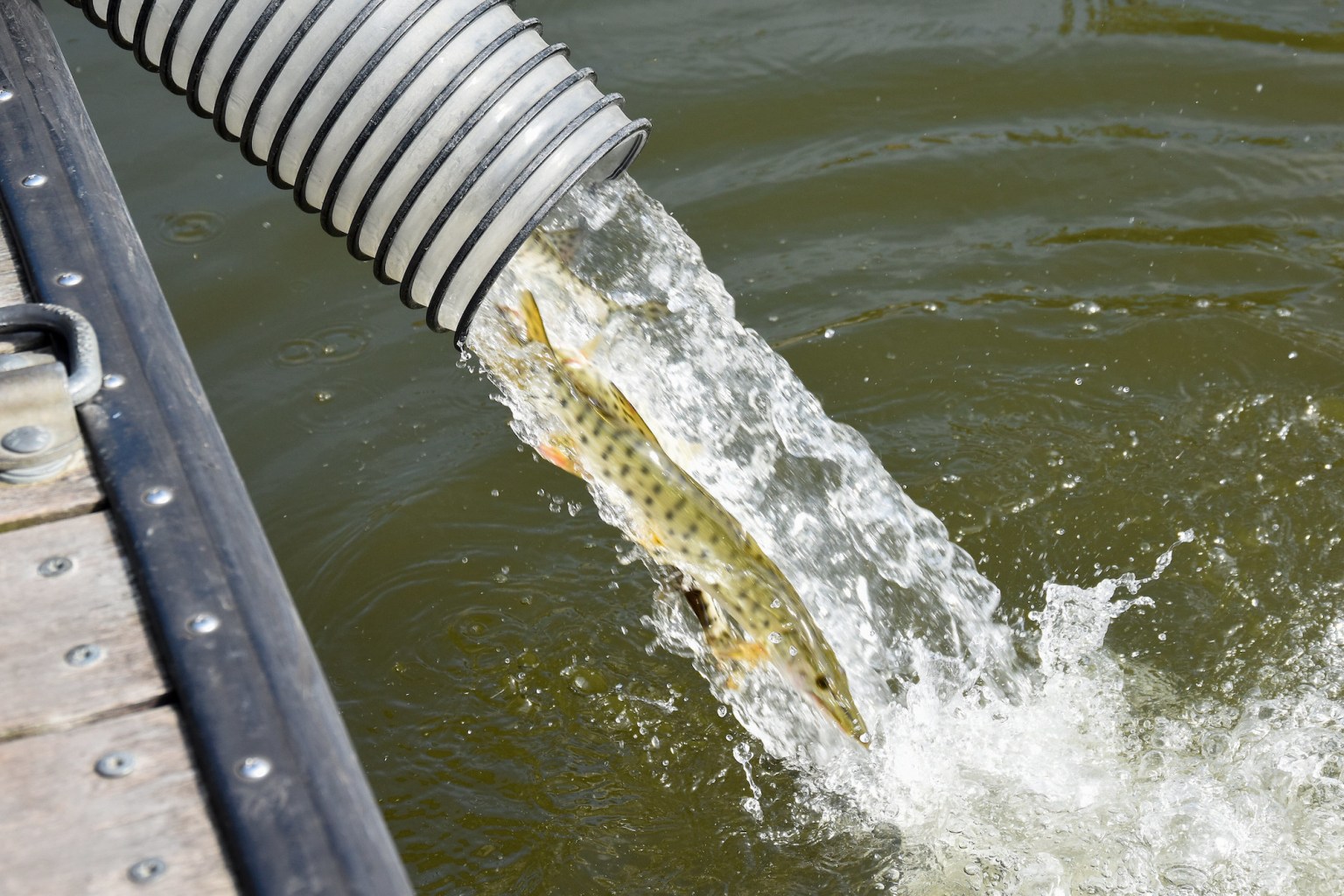 Fish of 10,000 Casts: Why Muskies Are Hard to Catch | Outdoor Life