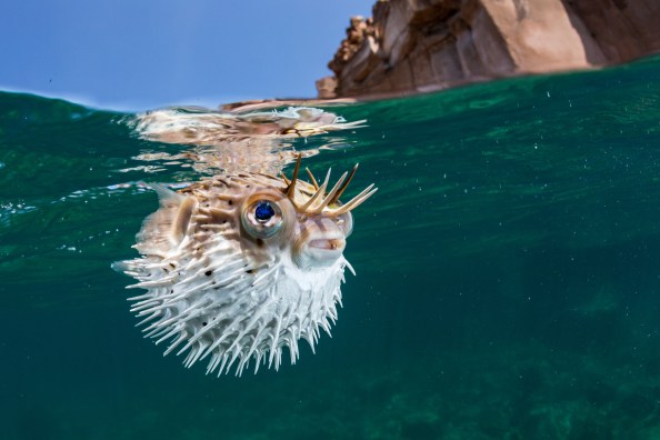The Ugly Fish That Haunt Anglers’ Dreams | Outdoor Life