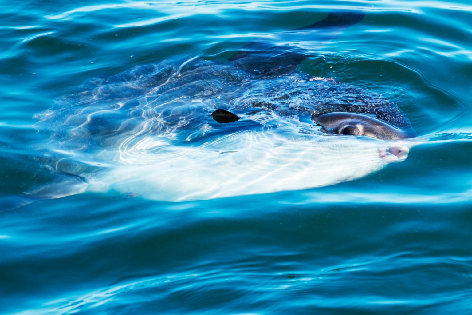The Ugly Fish That Haunt Anglers’ Dreams | Outdoor Life