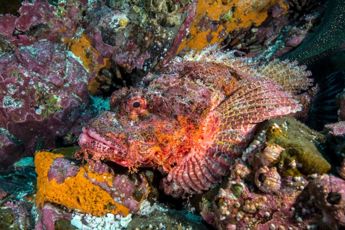 The Ugly Fish That Haunt Anglers’ Dreams | Outdoor Life