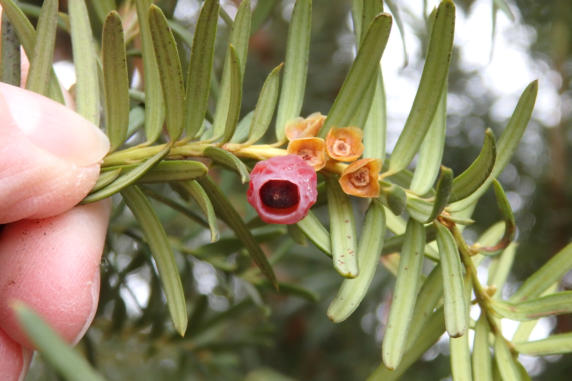 Poisonous Yew Kills Wildlife | Outdoor Life