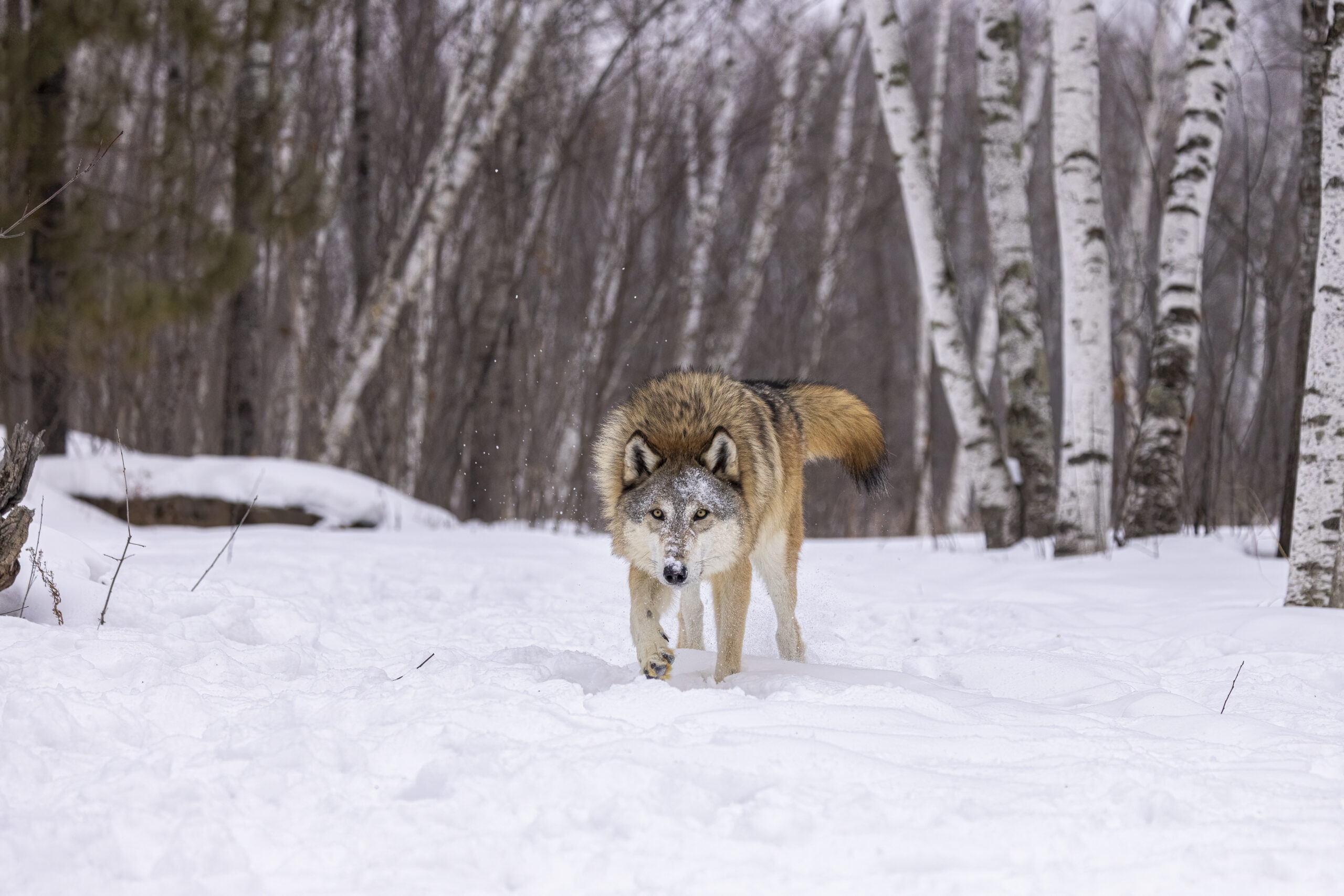 Wolf Hunting in Minnesota Isn't Happening Anytime Soon