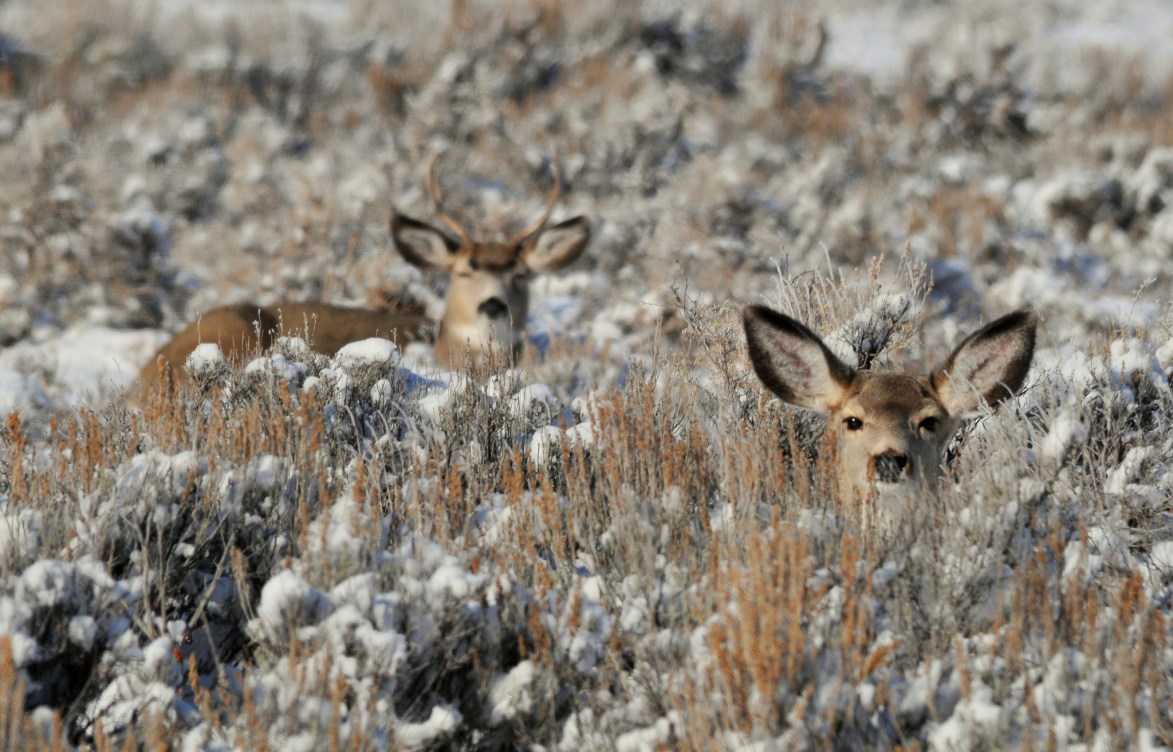 The Biggest Threats to Mule Deer | Outdoor Life